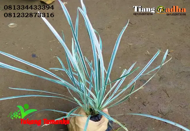 Tanaman Alang-alang Putih: Keindahan dan Manfaat dari Alam