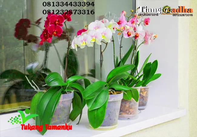 Tanaman Bunga Anggrek; Keindahan dalam Dunia Flora